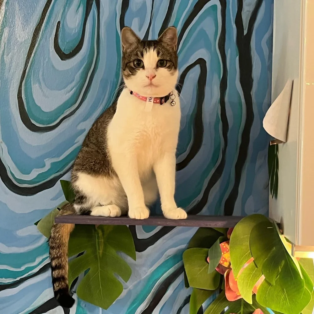 About Us — Purrfect Pause Cat Cafe
