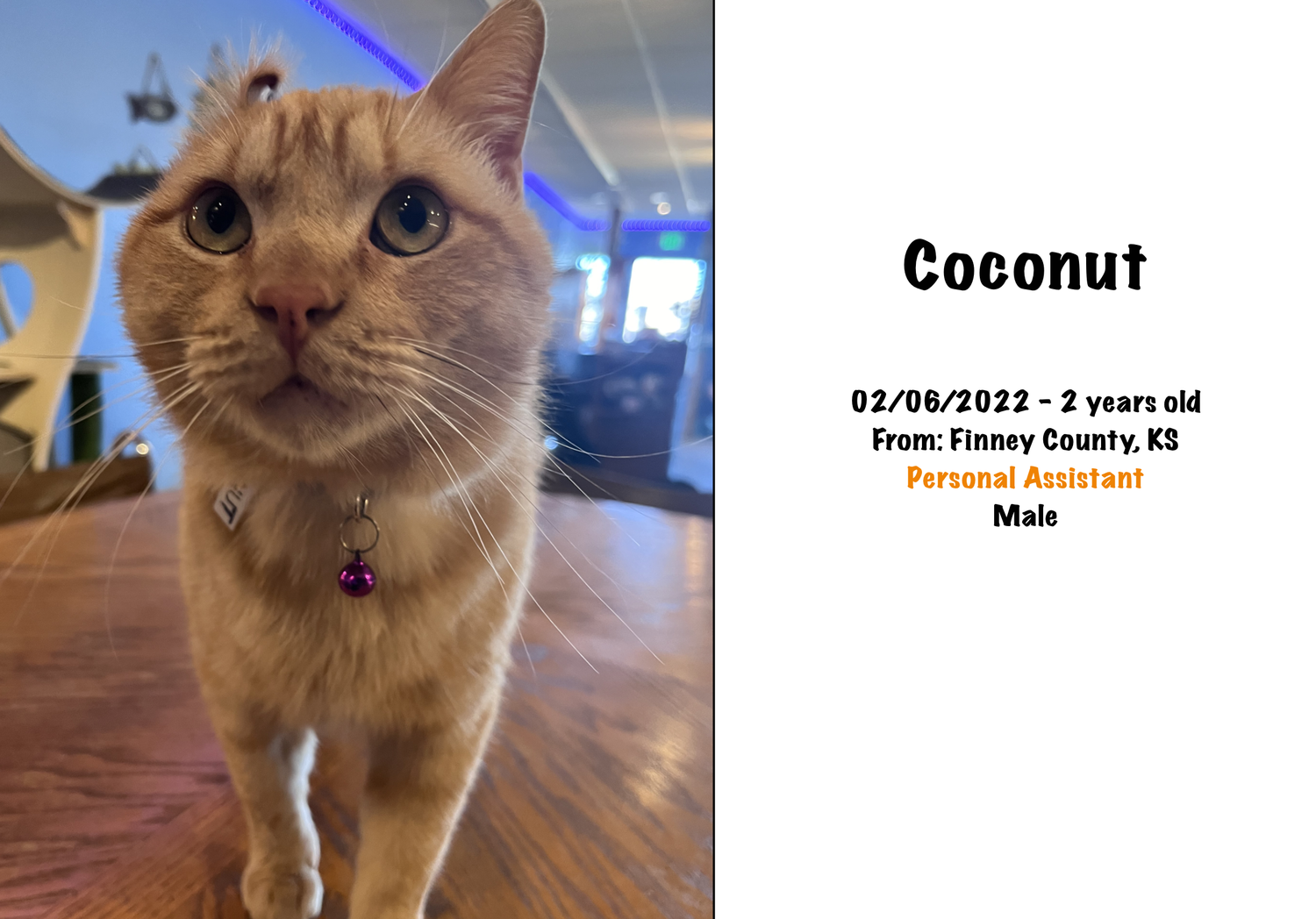 Purrfect Pause Cats — Purrfect Pause Cat Cafe