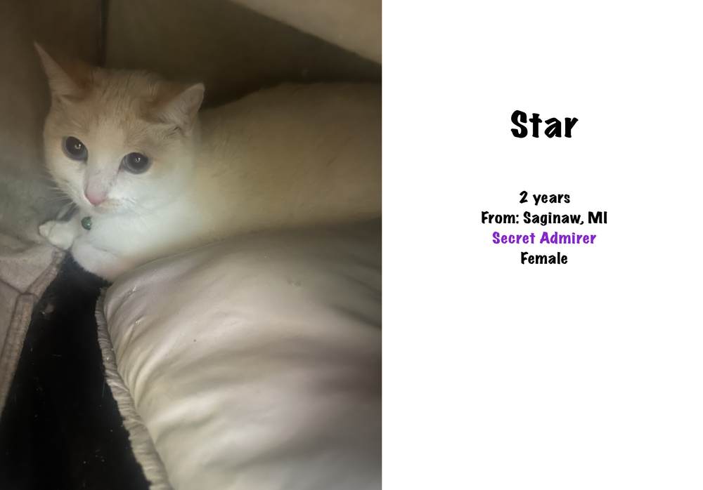 Purrfect Pause Cats — Purrfect Pause Cat Cafe