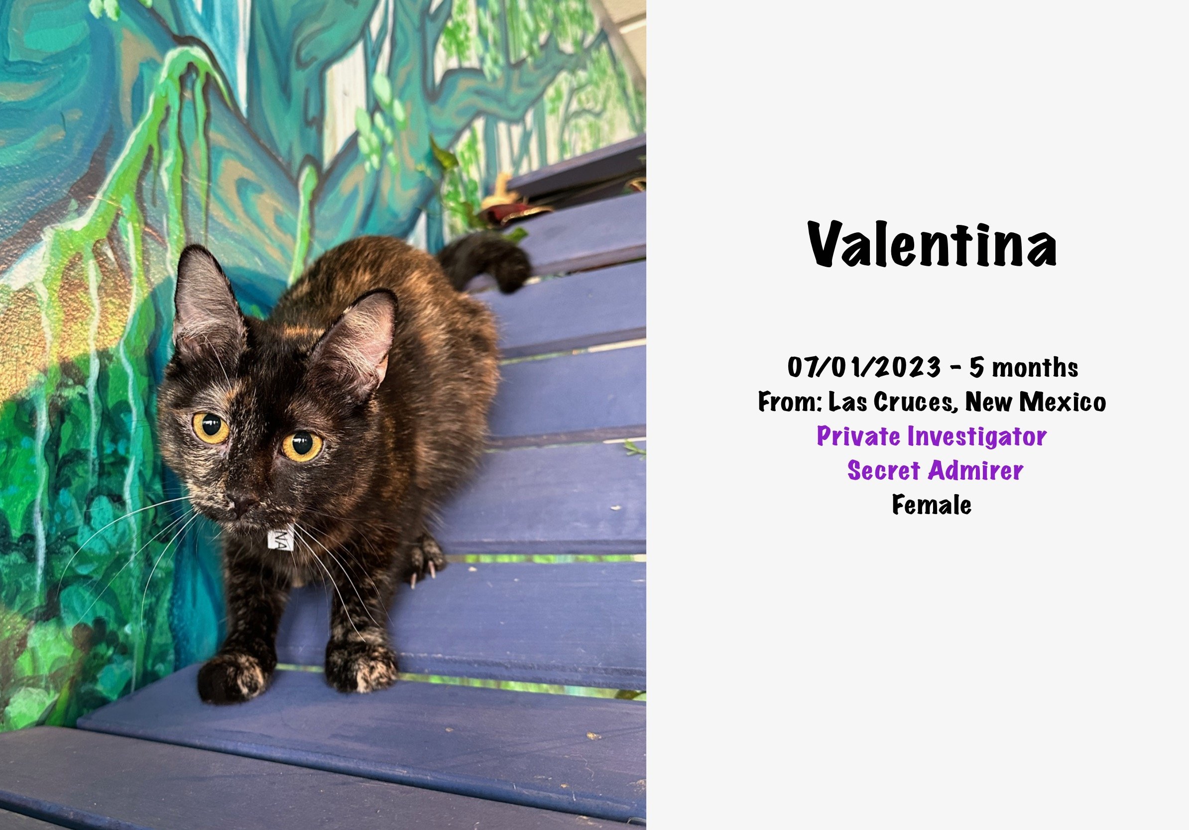 Purrfect Pause Cats — Purrfect Pause Cat Cafe
