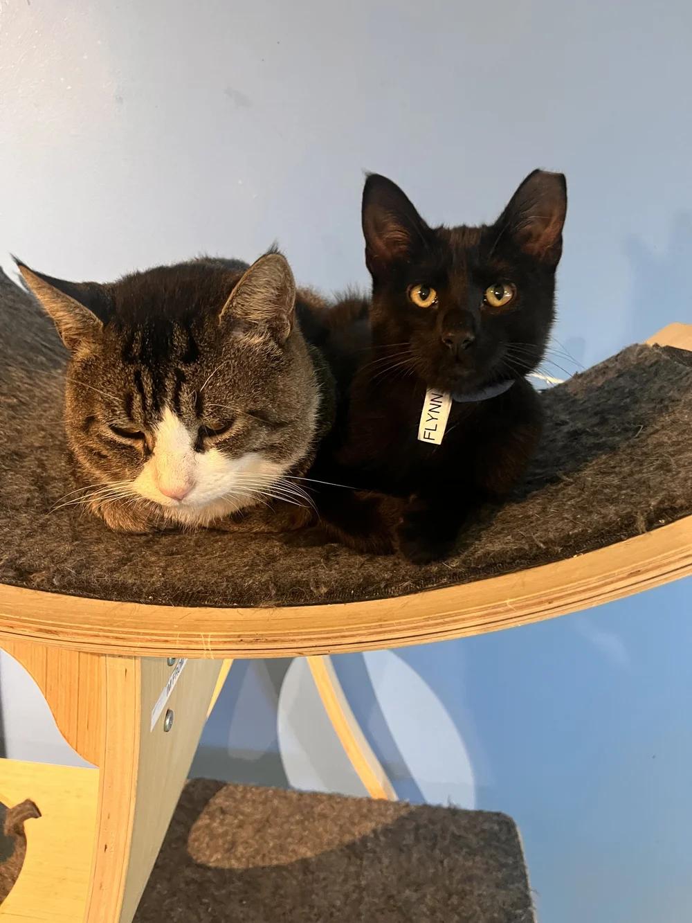 Purrfect Pause Cat Cafe