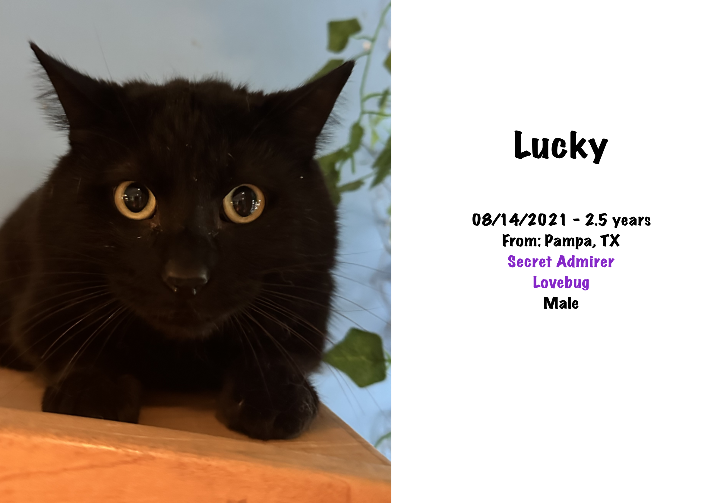 Purrfect Pause Cats — Purrfect Pause Cat Cafe