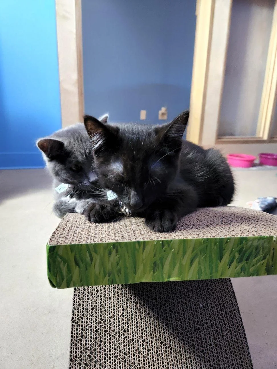 Purrfect Pause Cat Cafe
