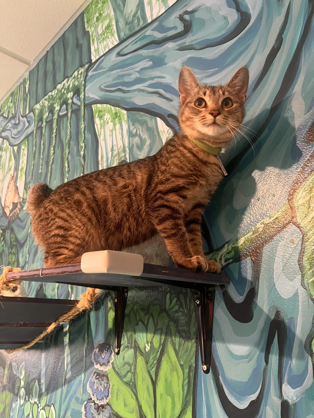 Purrfect Pause Cat Cafe