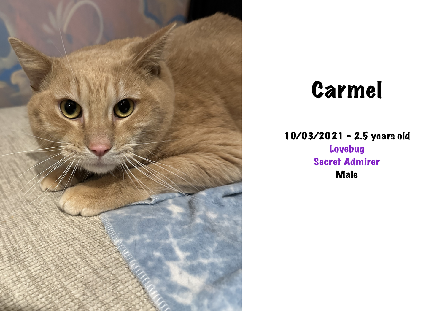 Purrfect Pause Cats — Purrfect Pause Cat Cafe