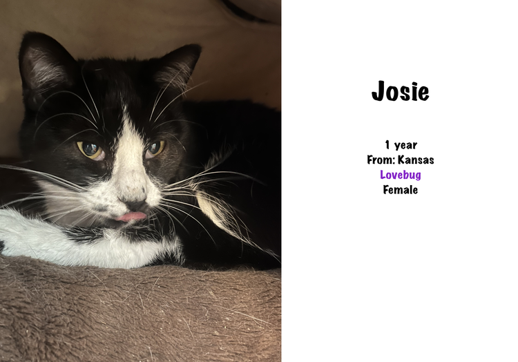 Purrfect Pause Cats — Purrfect Pause Cat Cafe