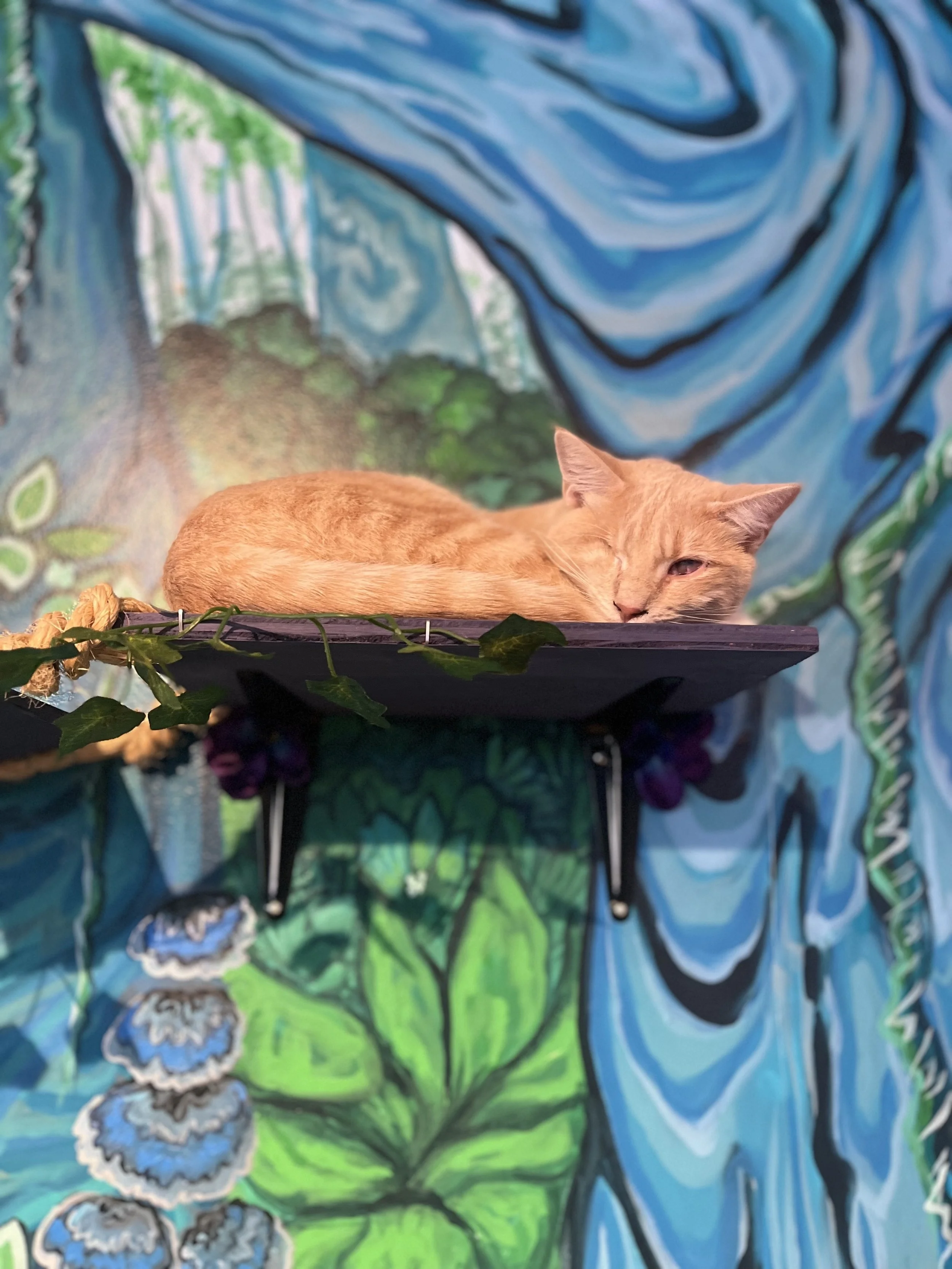 Purrfect Pause Cat Cafe
