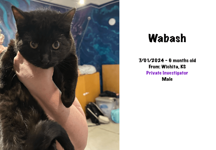 Purrfect Pause Cats — Purrfect Pause Cat Cafe