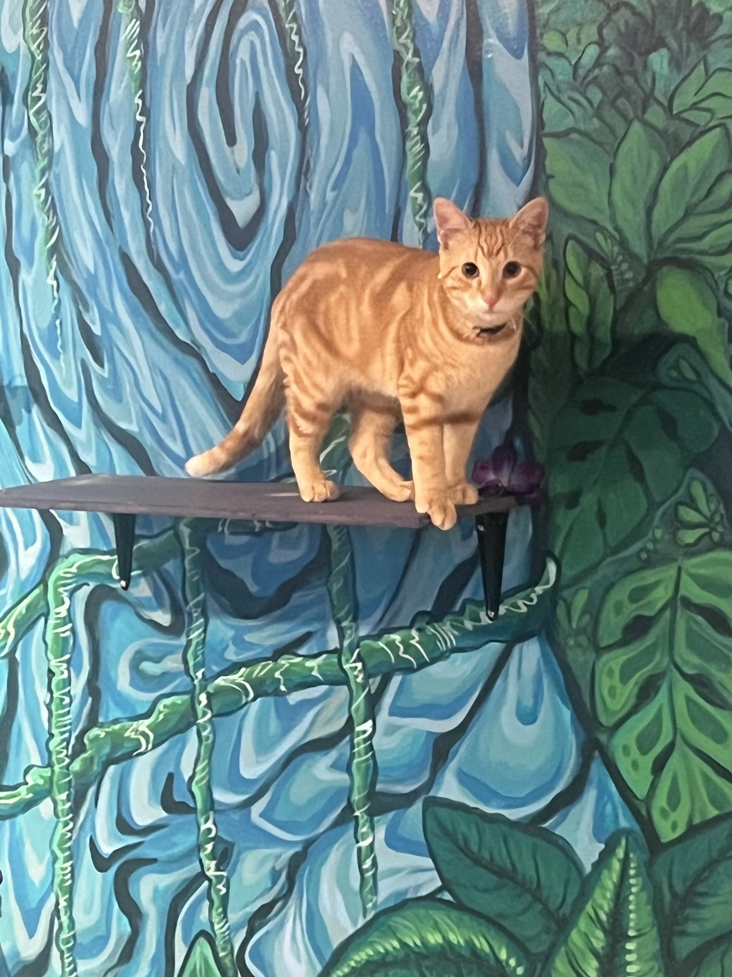 Purrfect Pause Cat Cafe