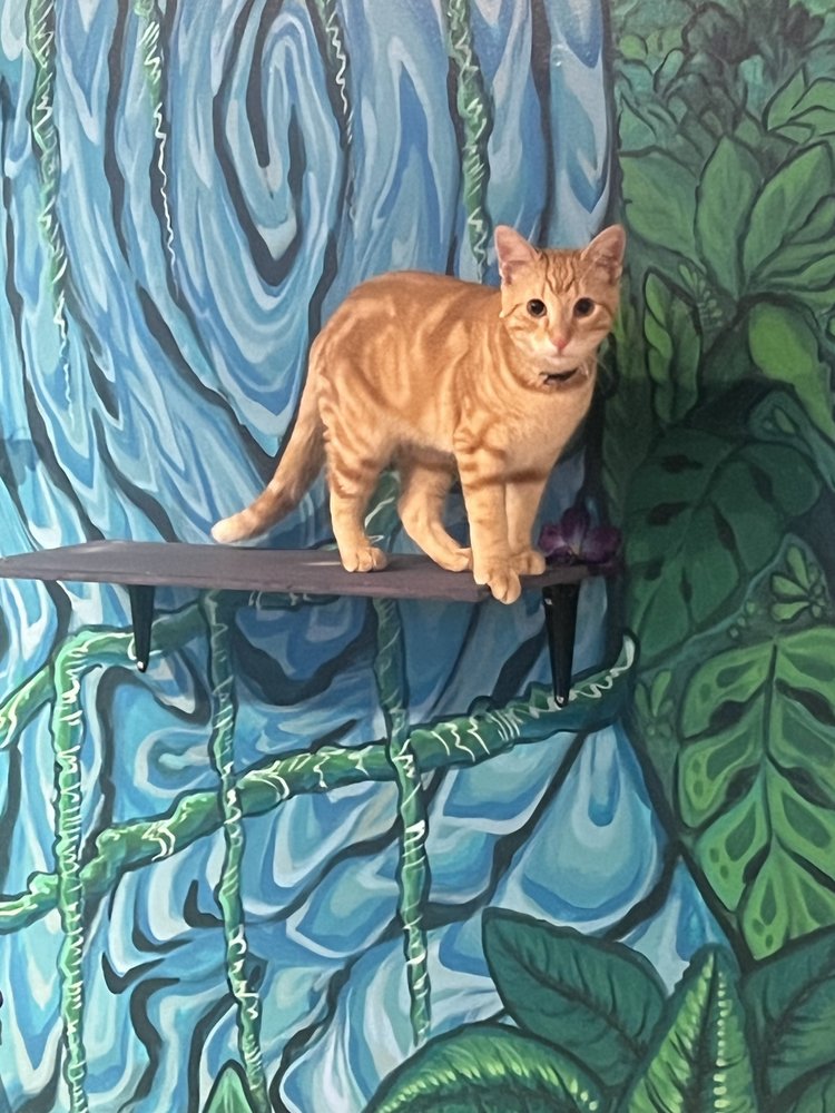 Purrfect Pause Cat Cafe