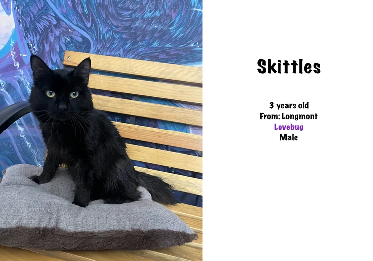 Purrfect Pause Cats — Purrfect Pause Cat Cafe