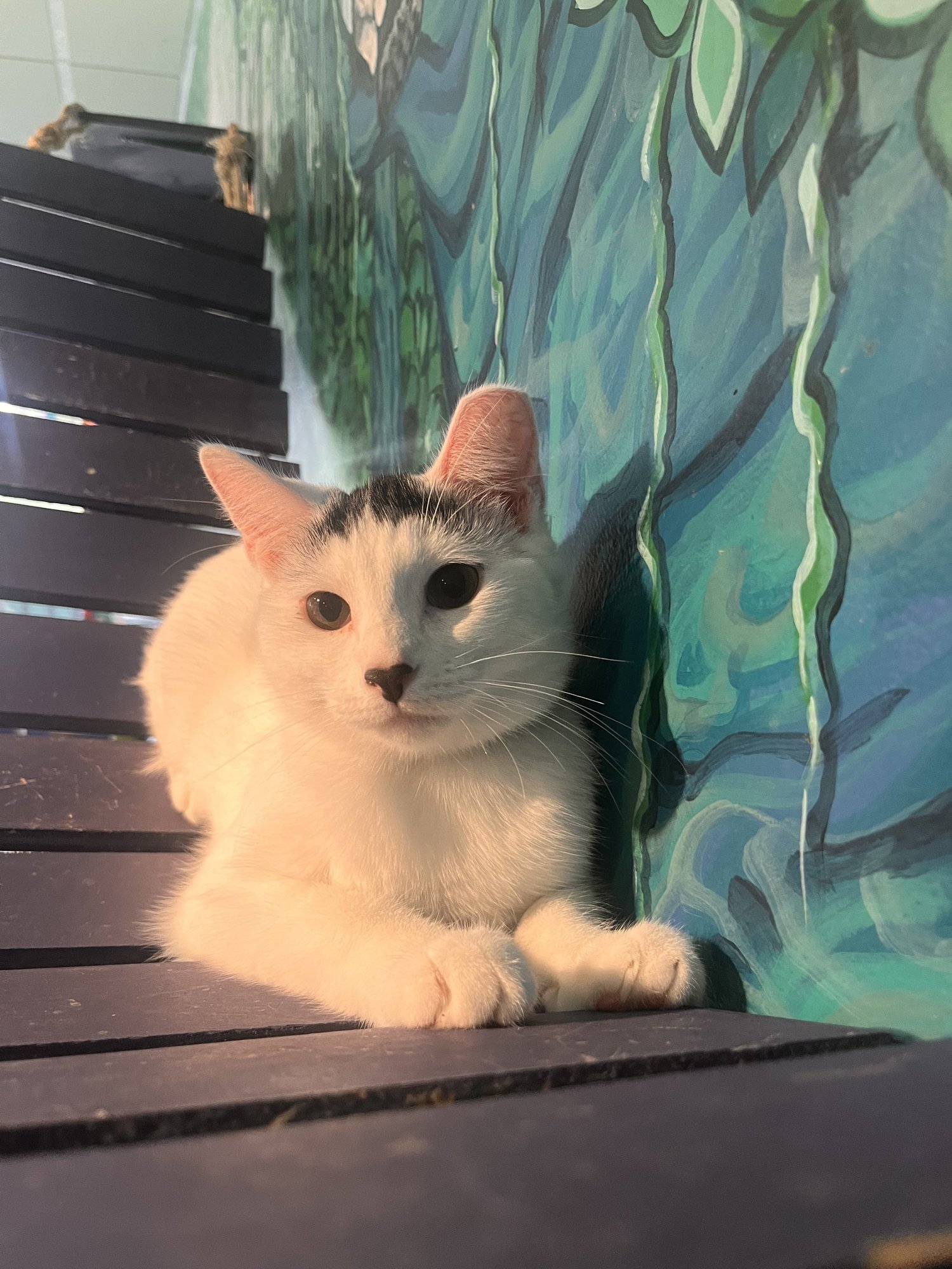 Purrfect Pause Cat Cafe