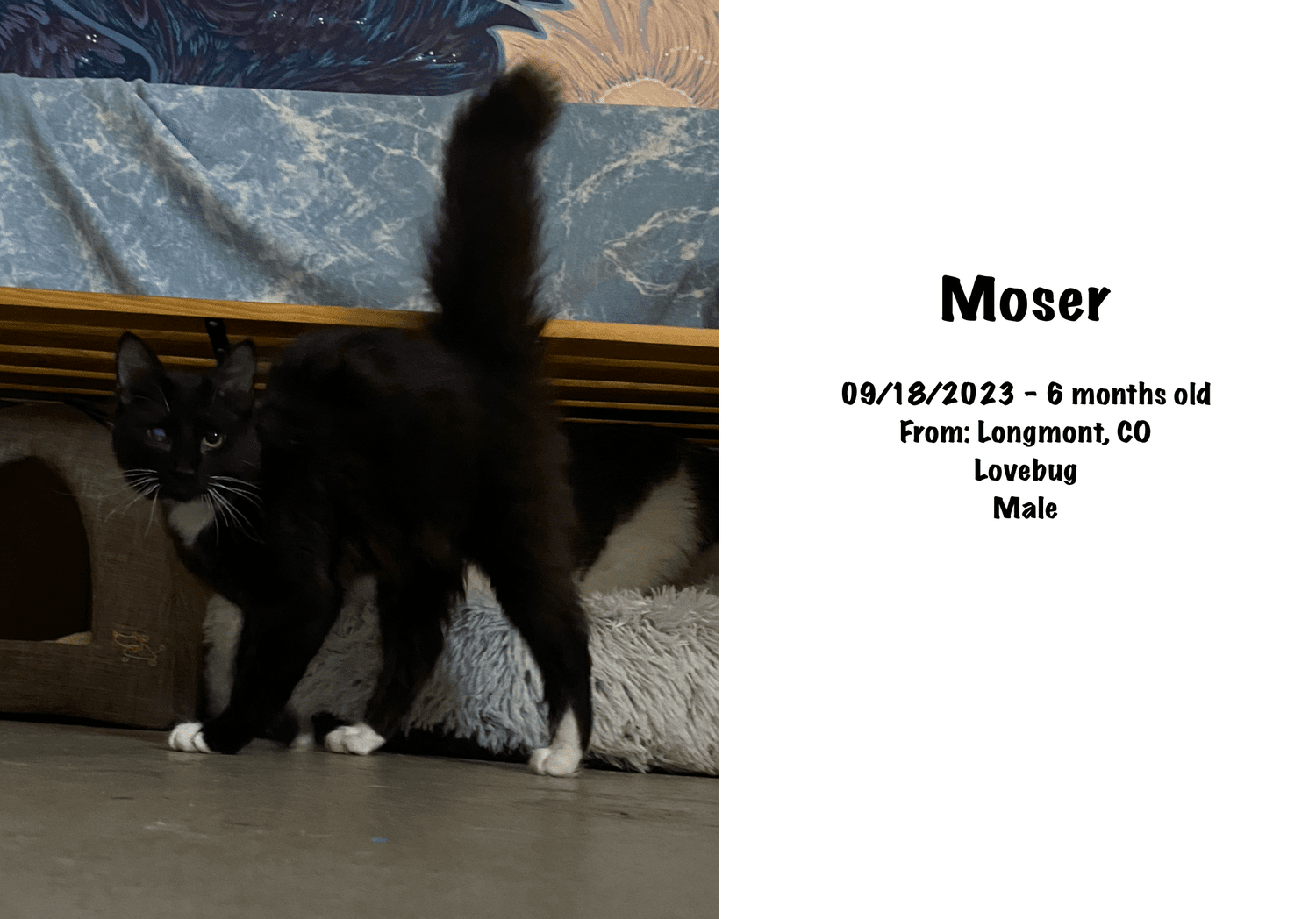 Purrfect Pause Cats — Purrfect Pause Cat Cafe