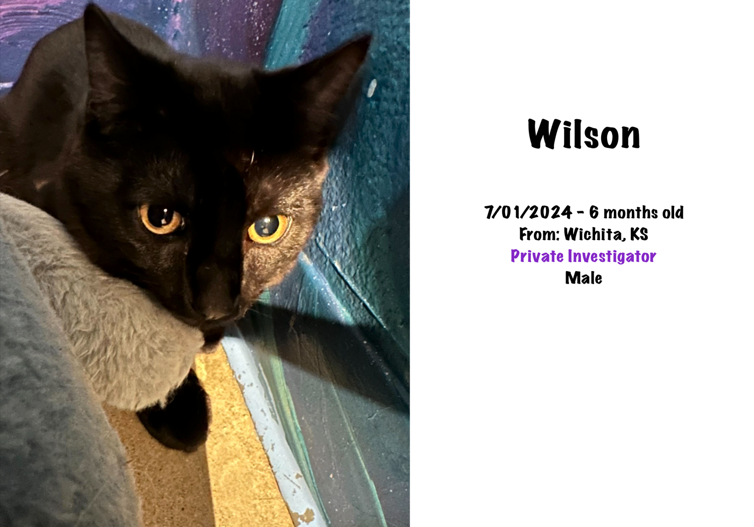 Purrfect Pause Cats — Purrfect Pause Cat Cafe