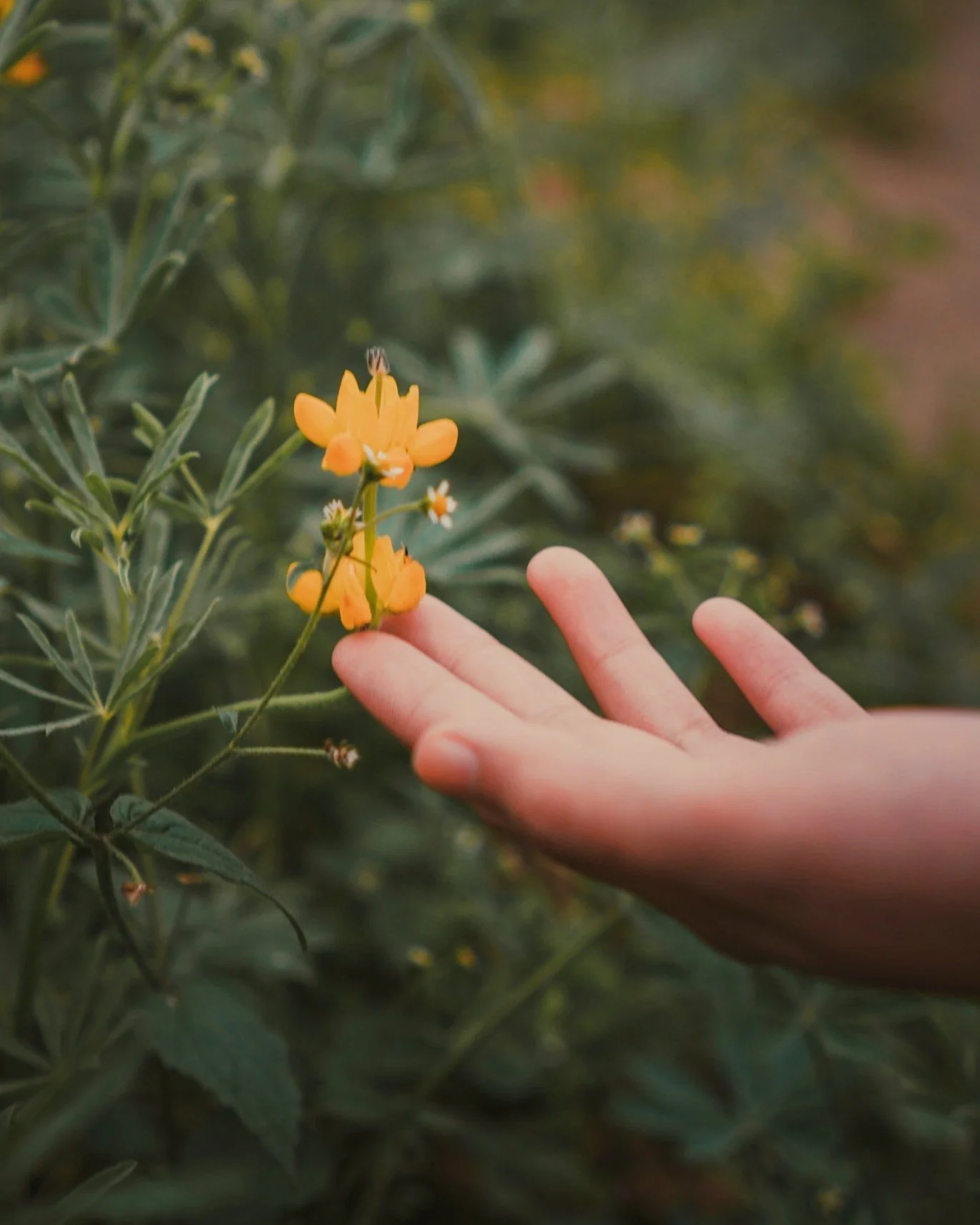 Holistisk Ansiktsterapi Akademi | Holistisk Hudpleie