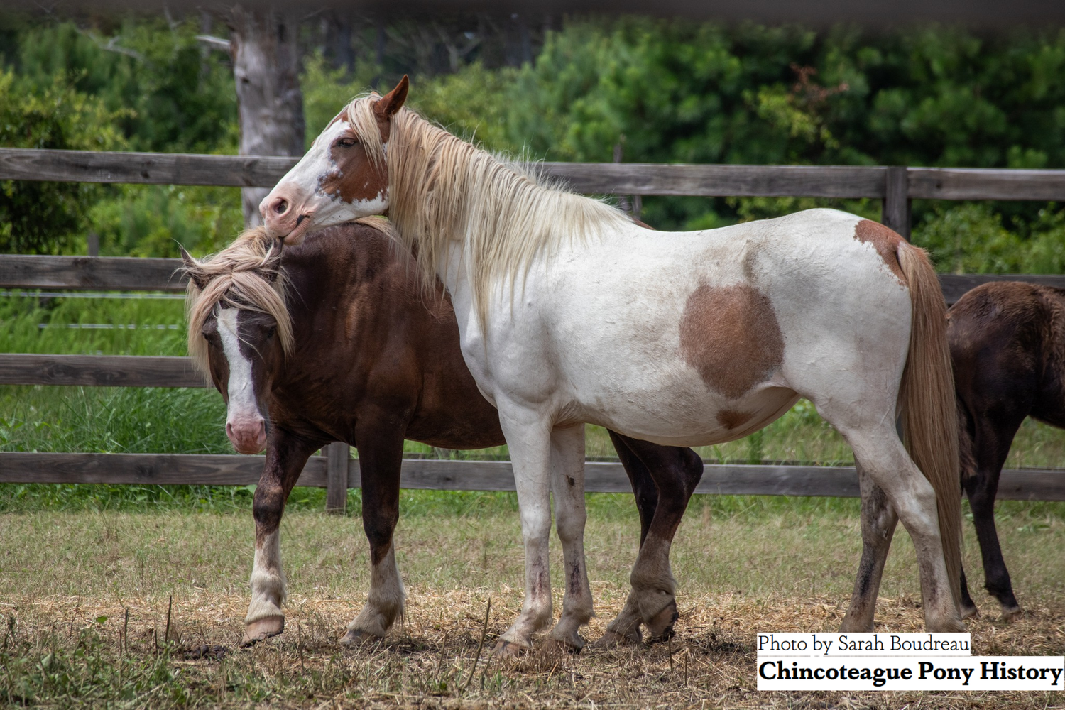 Orphaned Foal Breaks Record — Chincoteague Pony History