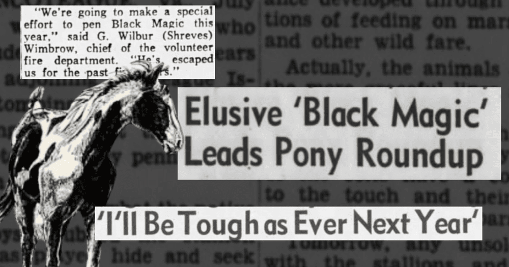 Blog — Chincoteague Pony History