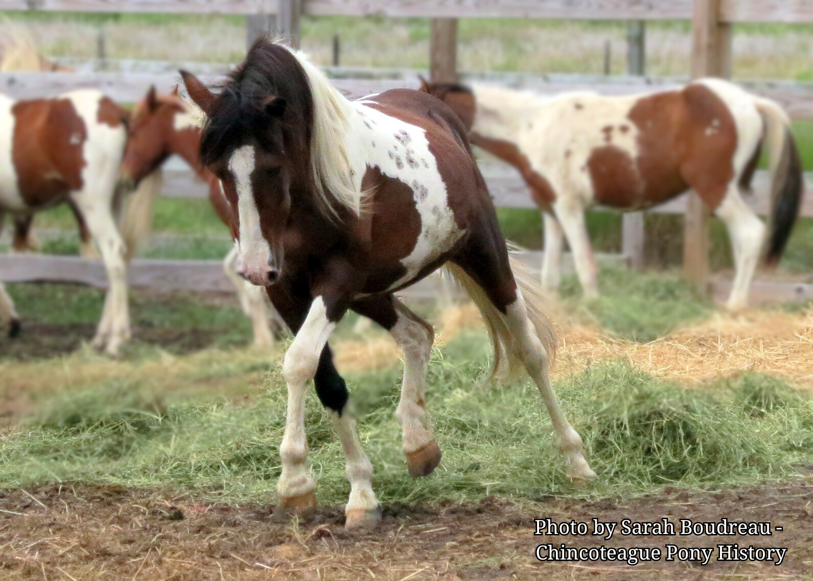 Miracle Man, Orphaned Colt Turned Proud Stallion — Chincoteague Pony ...