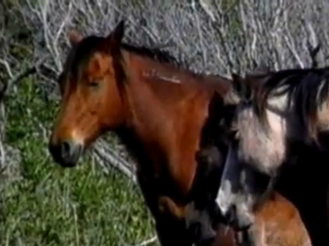 BLM Mustangs — Chincoteague Pony History