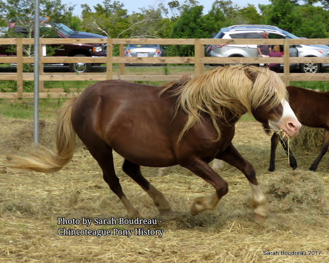 Surfer Dude: The Pony, the Myth, the Legend — Chincoteague Pony History