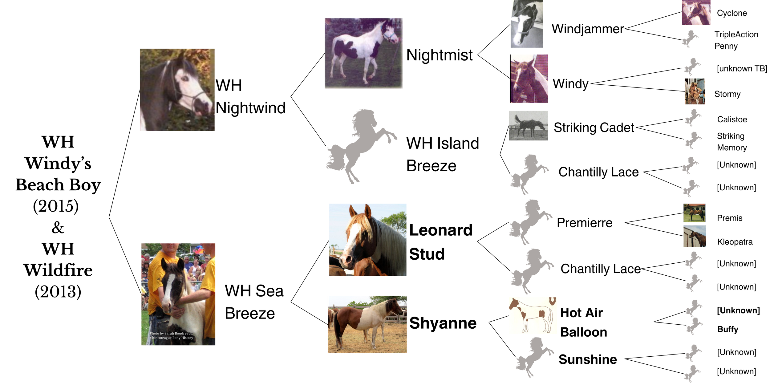 Striking Cadet + Misty’s Extended Family — Chincoteague Pony History