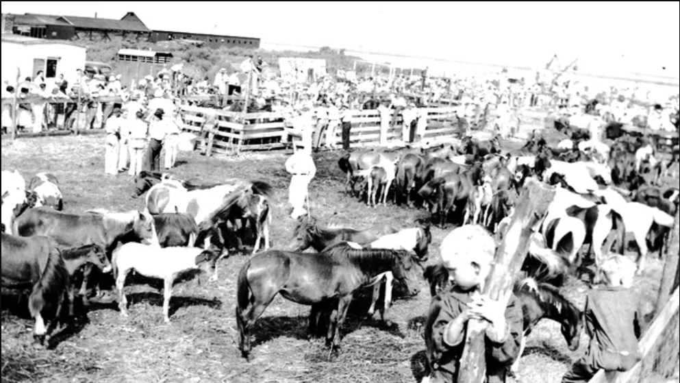 Early Chincoteague Pony Outcrossing — Chincoteague Pony History