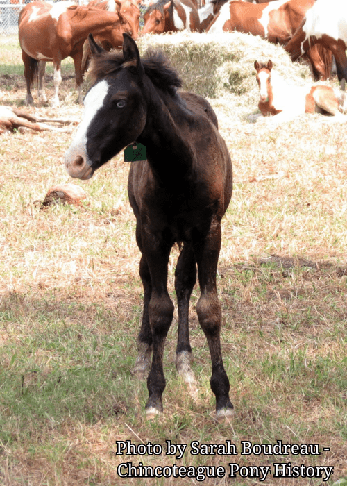 Record-Setting Ponies — Chincoteague Pony History