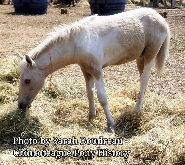 Record-Setting Ponies — Chincoteague Pony History