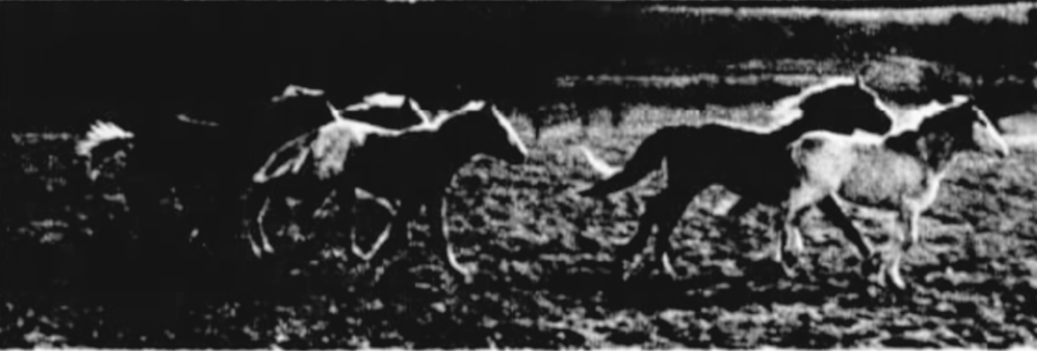 Bob Evans' Spanish Barbs — Chincoteague Pony History