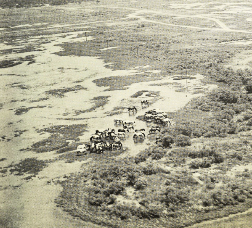 1962 Ash Wednesday Storm — Chincoteague Pony History
