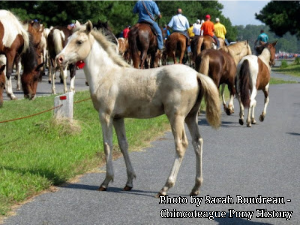 FAQ: Wild Ponies and Pony Penning — Chincoteague Pony History