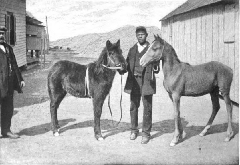 Black History Month + Chincoteague Pony History — Chincoteague Pony History