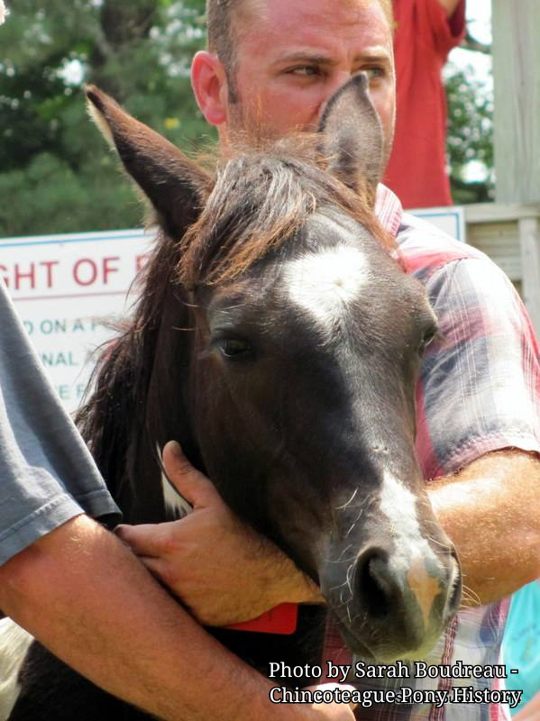 Record-Setting Ponies — Chincoteague Pony History