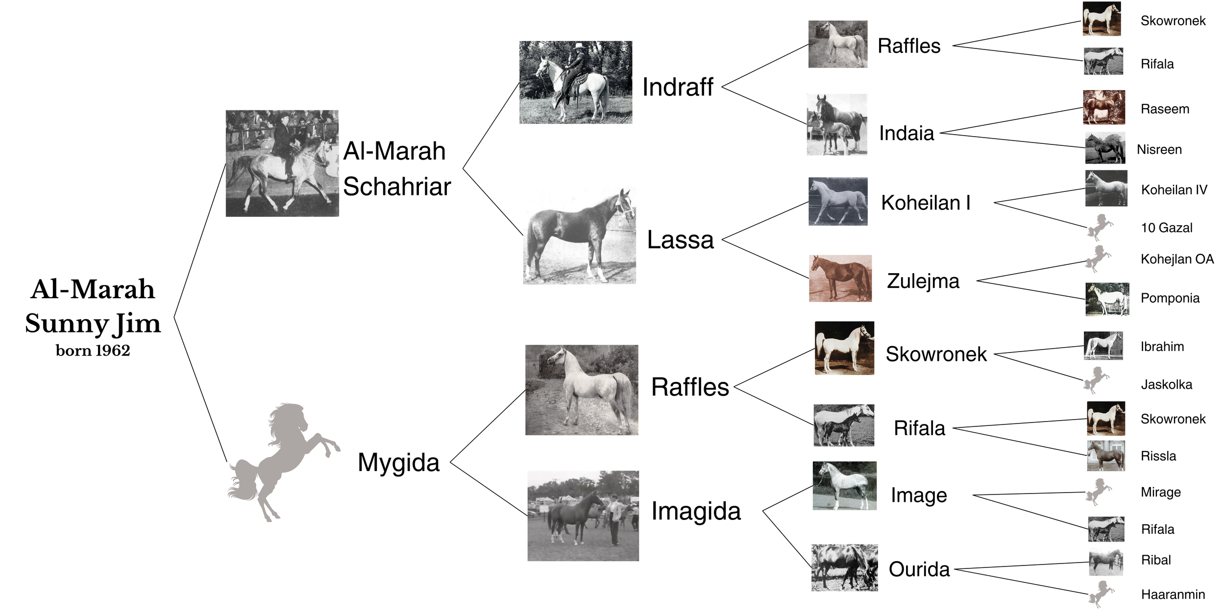 Al-Marah Sunny Jim — Chincoteague Pony History