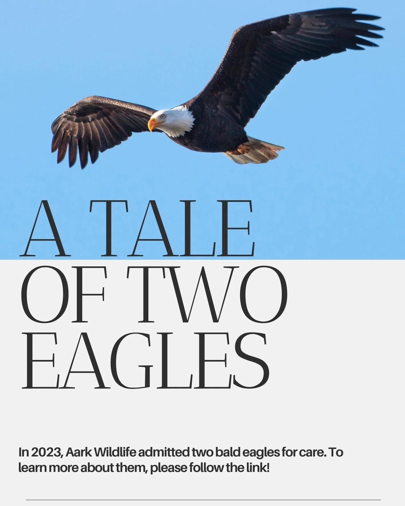 Blog 3 — Aark Wildlife Rehabilitation and Education Center