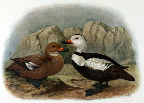 Labrador Duck — Aark Wildlife Rehabilitation and Education Center