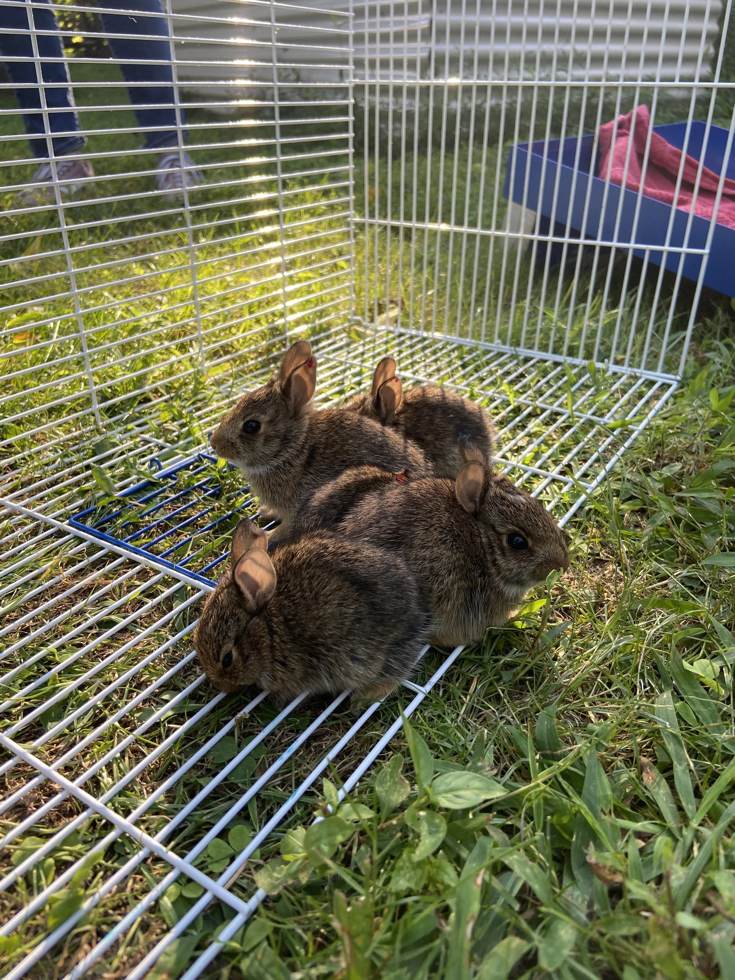 I found an animal! — Aark Wildlife Rehabilitation and Education Center