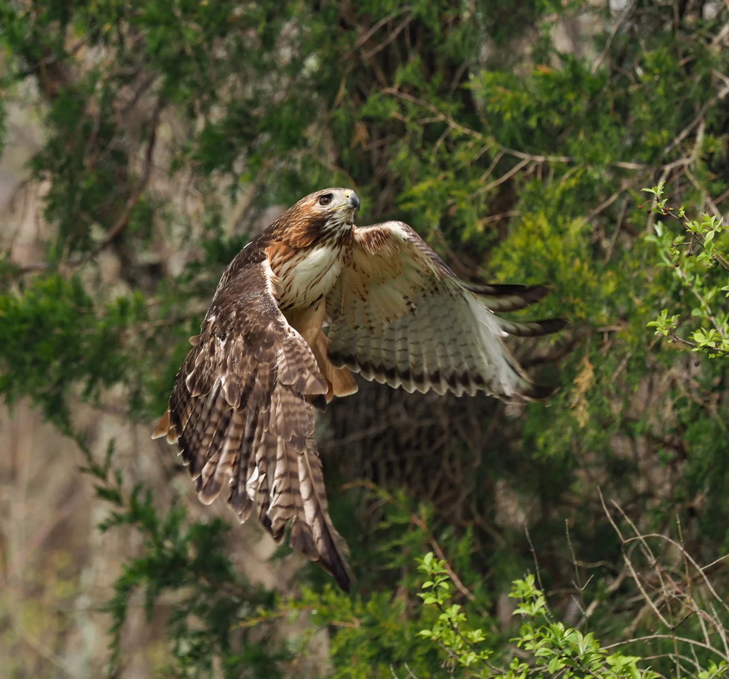 Support Us — Aark Wildlife Rehabilitation and Education Center