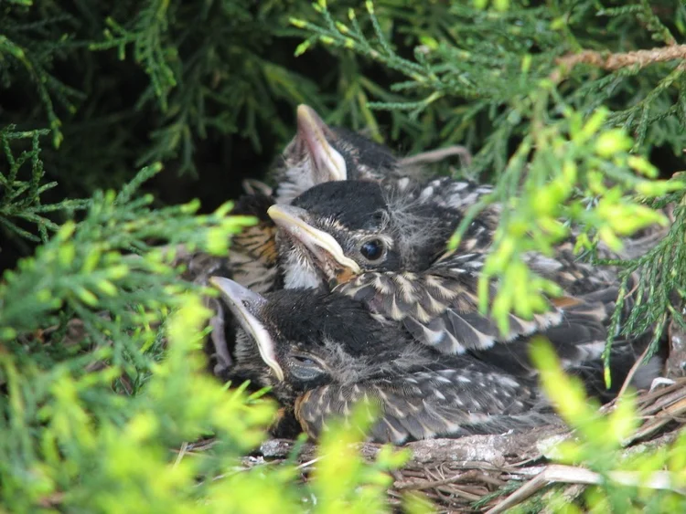 I found a songbird — Aark Wildlife Rehabilitation and Education Center