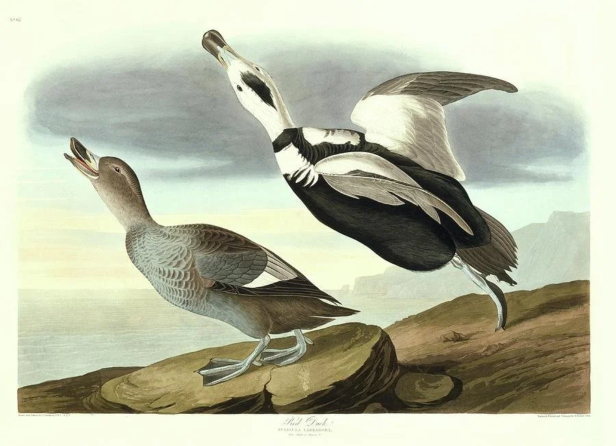 Labrador Duck — Aark Wildlife Rehabilitation and Education Center