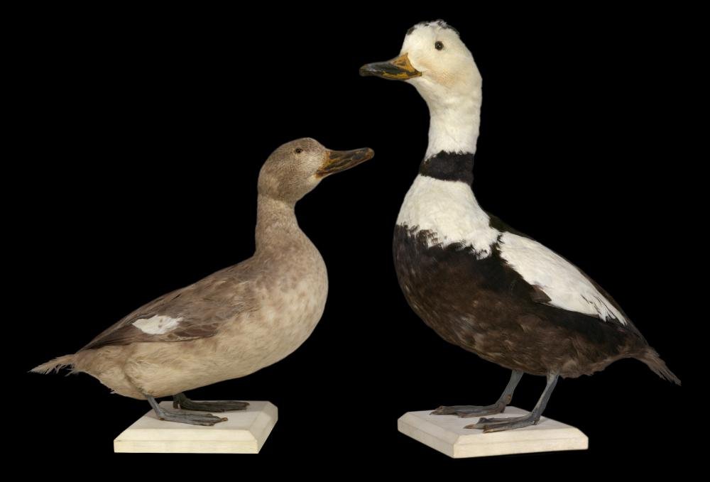 Labrador Duck — Aark Wildlife Rehabilitation and Education Center