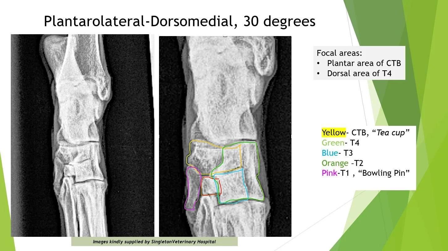 Radiographic Guidelines — Save Your Dog's Hock & Improve Performance