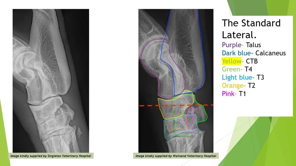 Radiographic Guidelines — Save Your Dog's Hock & Improve Performance