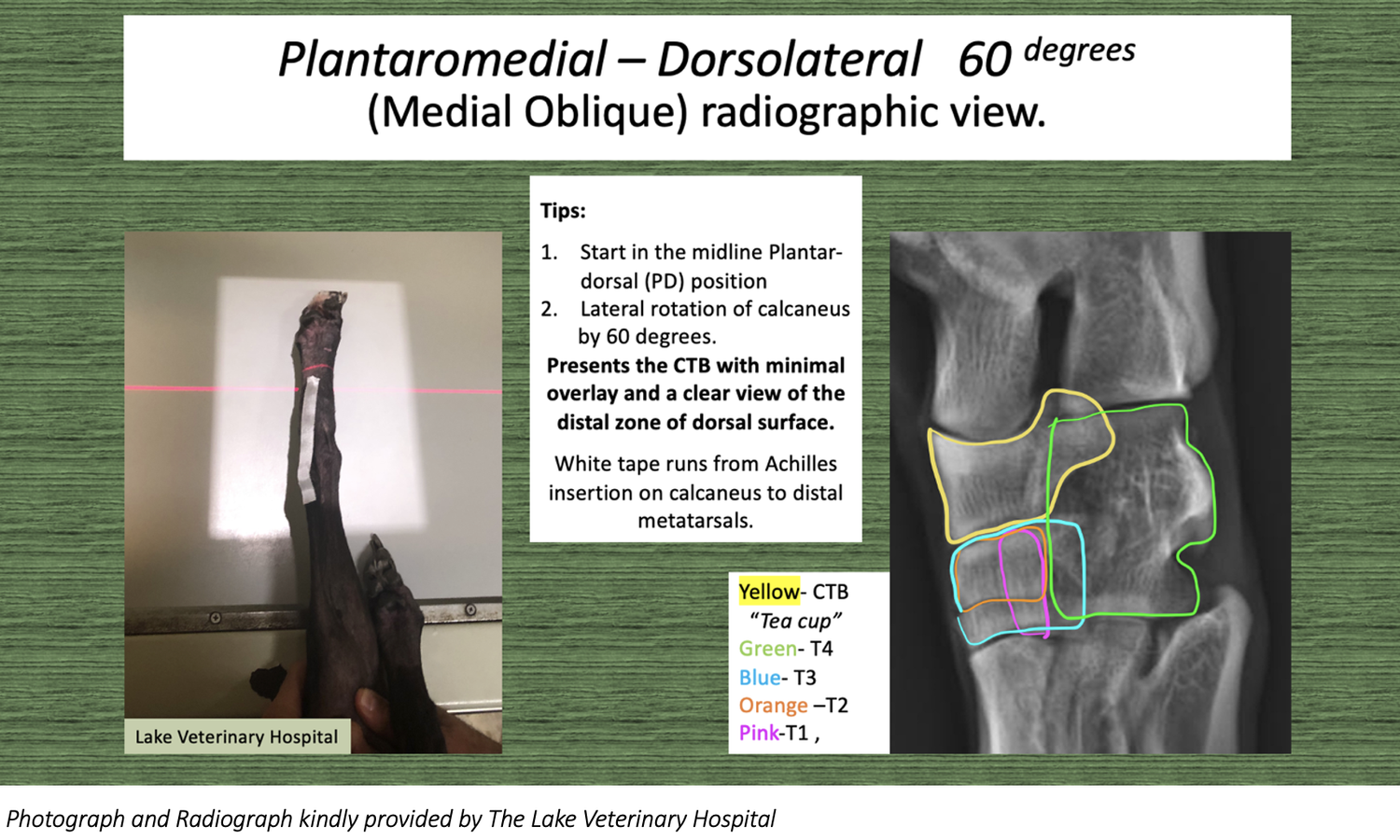 Radiographic Guidelines — Greyhound Tarsal Screening