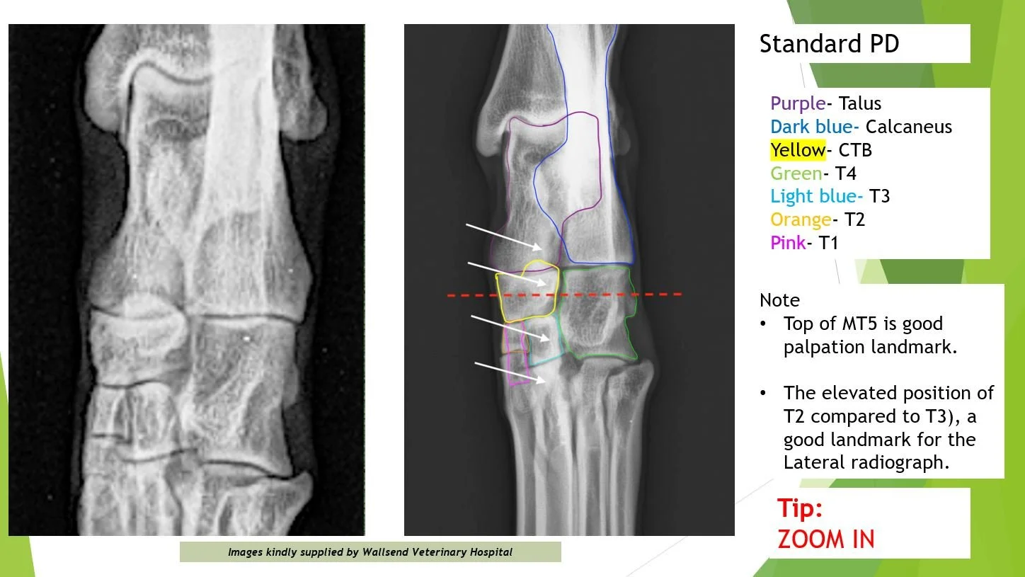 Radiographic Guidelines — Save Your Dog's Hock & Improve Performance