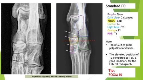 Radiographic Guidelines — Save Your Dog's Hock & Improve Performance
