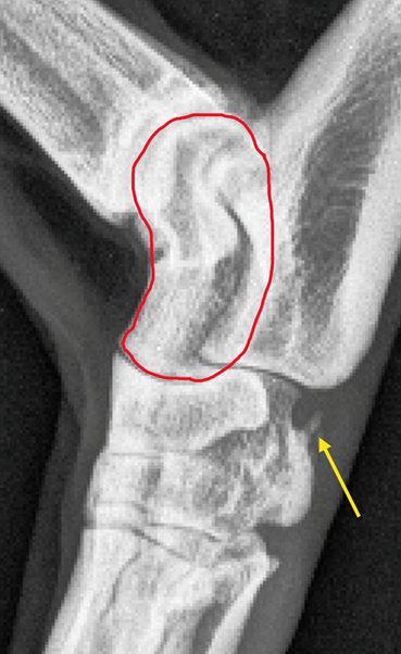 Tips for Trainers — Save Your Dog's Hock & Improve Performance