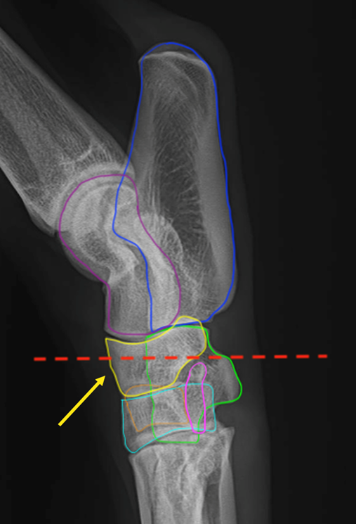 Save Your Dog's Hock & Improve Performance