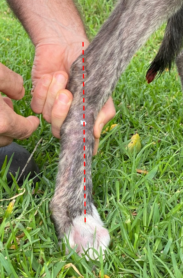 Tips for Trainers — Save Your Dog's Hock & Improve Performance