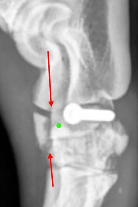 Tips for Trainers — Save Your Dog's Hock & Improve Performance